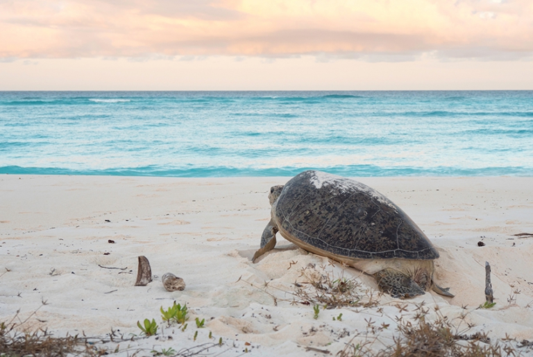Preparing for Sea Turtle Season at Royal Resorts - Blog