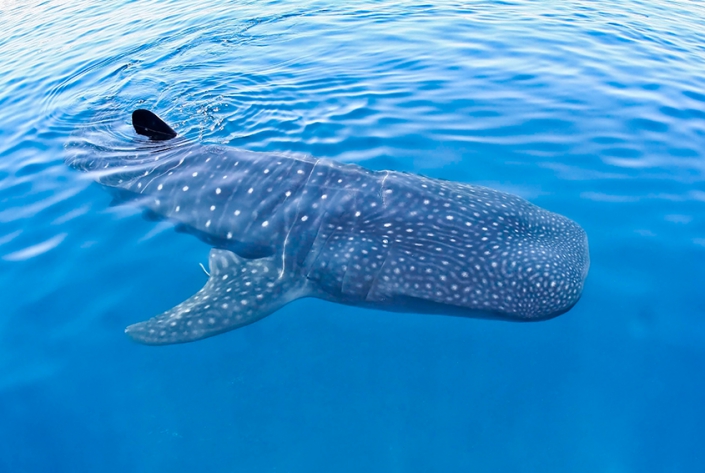A day with domino, in search of the whale sharks - Blog