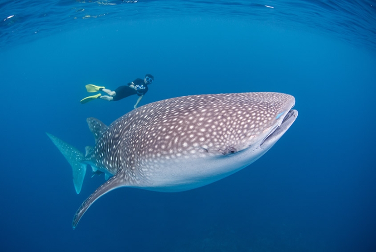 Hey there Domino! Swimming with the whale sharks - Blog